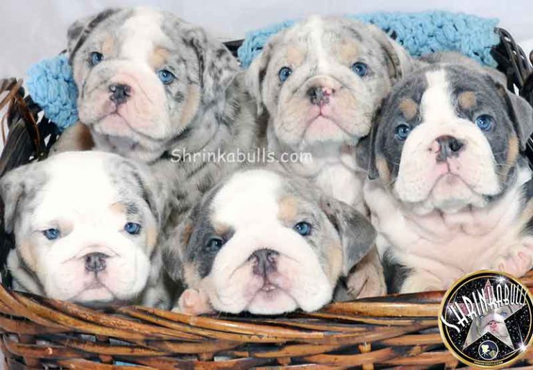 SHRINKABULLS WRINKLY RARE MERLE TRI ENGLISH BULLDOG PUPPIES BLUE SALE ...