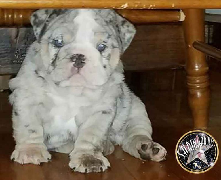 SHRINKABULLS WRINKLY RARE MERLE TRI ENGLISH BULLDOG PUPPIES BLUE SALE ...