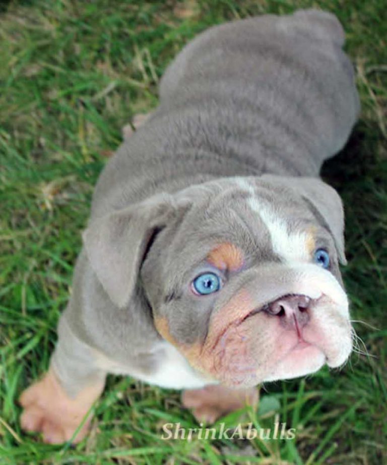 Shrinkabull’s Lilac Crave Lilac English Bulldogs – 🏆Shrinkabulls ...