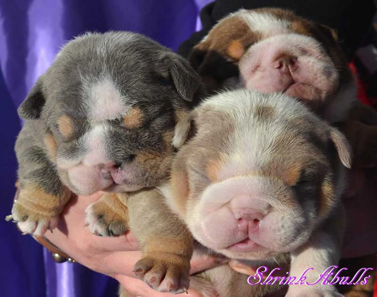 Shrinkabull’s Lilac Crave Lilac English Bulldogs – 🏆Shrinkabulls ...