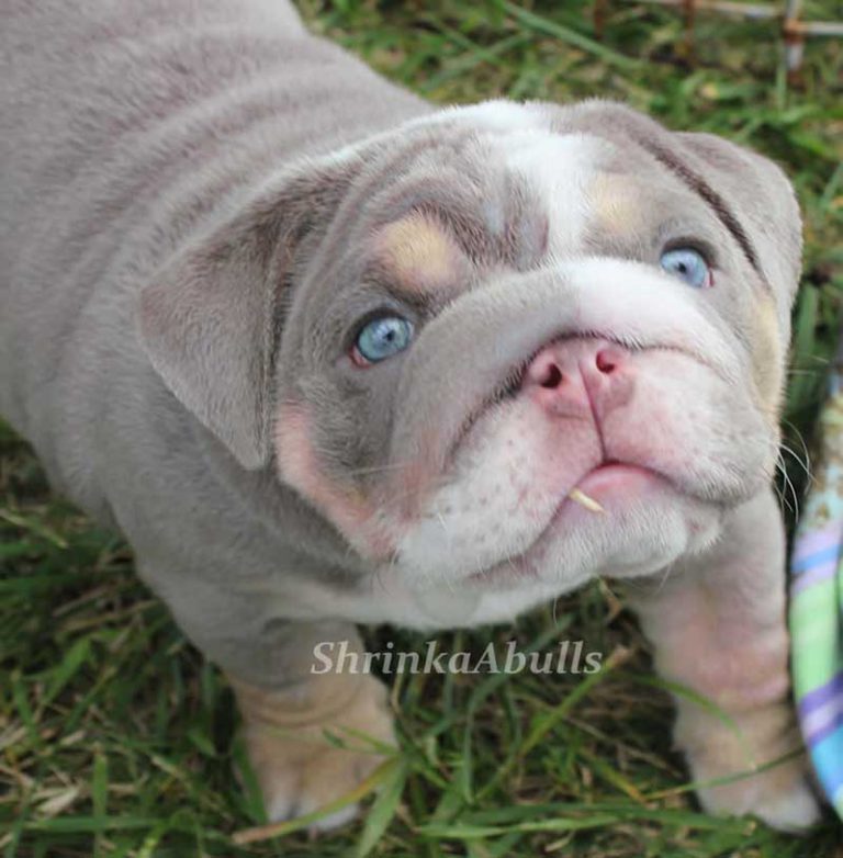 Shrinkabull’s Lilac Crave Lilac English Bulldogs – 🏆Shrinkabulls ...