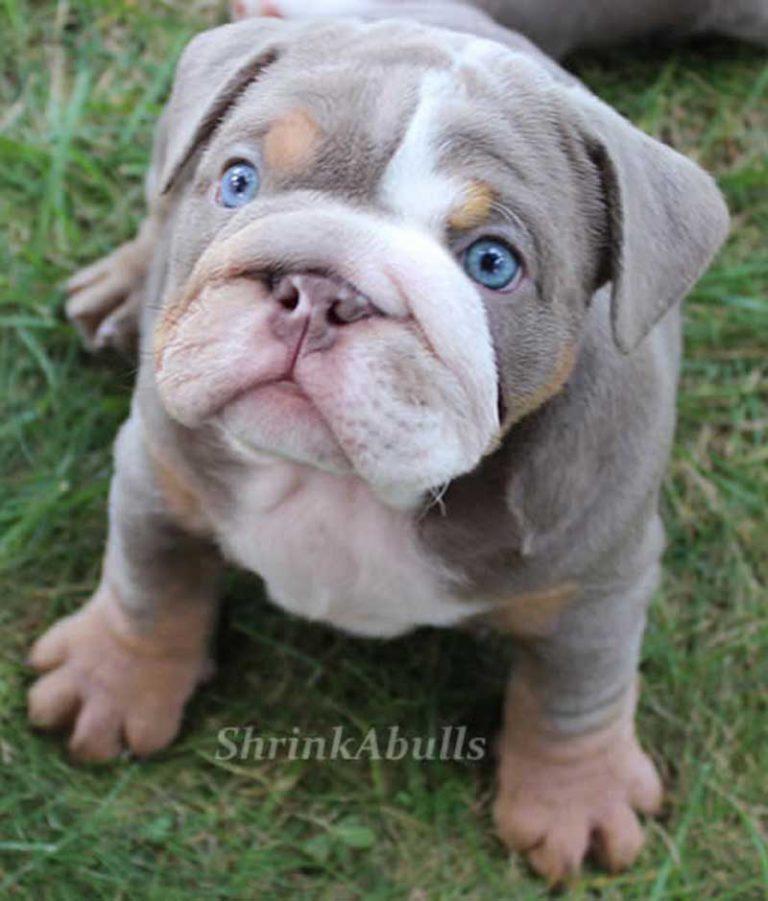 Shrinkabull’s Lilac Crave Lilac English Bulldogs – 🏆Shrinkabulls ...