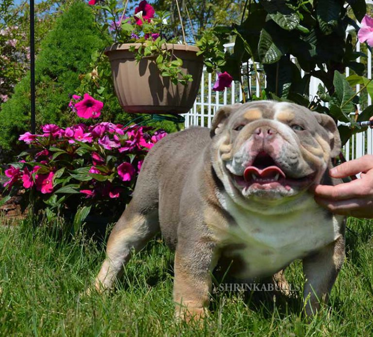 Shrinkabull’s Lilac Crave Lilac English Bulldogs – 🏆Shrinkabulls ...