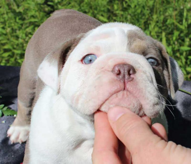 Shrinkabull’s Lilac Crave Lilac English Bulldogs – 🏆Shrinkabulls ...
