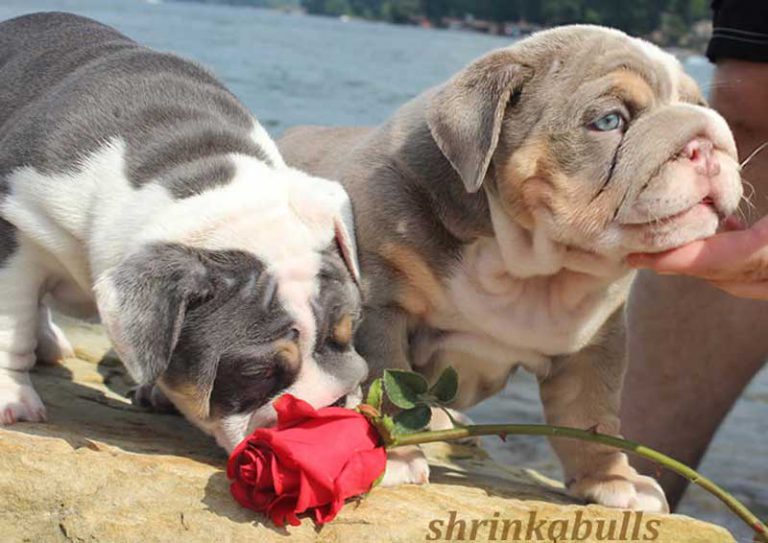 Shrinkabull’s Lilac Crave Lilac English Bulldogs – 🏆Shrinkabulls ...