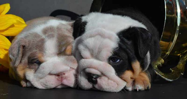 AKC blue tri English bulldog puppies for sale, purple lilac tri English ...
