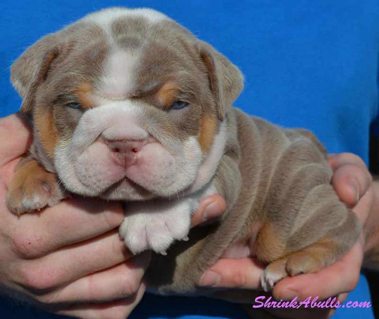 AKC blue tri English bulldog puppies for sale, purple lilac tri English ...