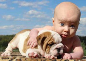 Adding a Baby to your English Bulldog Family and English Bulldogs with ...
