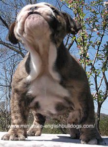 ENGLISH BULLDOG BREED STANDARD – 🏆Shrinkabulls Shrinkabulls World ...