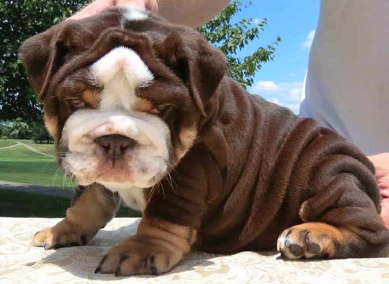 Shrinkabulls Chocolate English Bulldog Puppies – 🏆Shrinkabulls English ...
