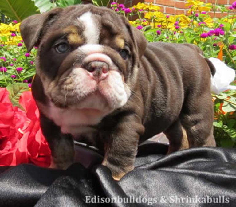 Shrinkabulls Chocolate English Bulldog Puppies – 🏆Shrinkabulls English ...