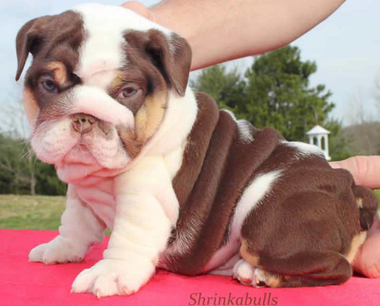 Shrinkabulls Chocolate English Bulldog Puppies – 🏆Shrinkabulls English ...