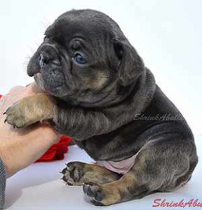 OVERWEIGHT FRENCH BULLDOGS – 🏆Shrinkabulls English Bulldogs