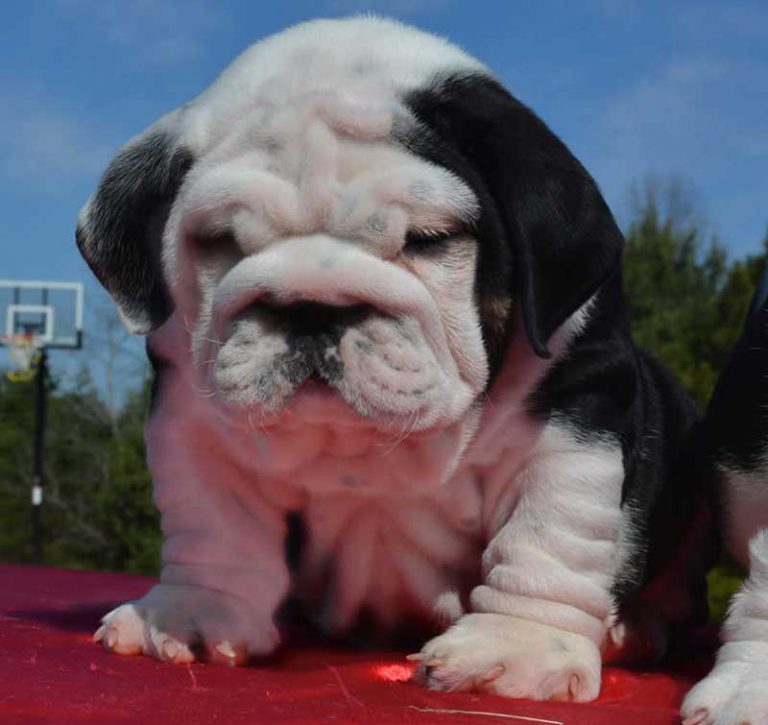 SHRINKABULL’S WRINKLY BLACK TRI ENGLISH BULLDOG PUPPIES – 🏆Shrinkabulls ...