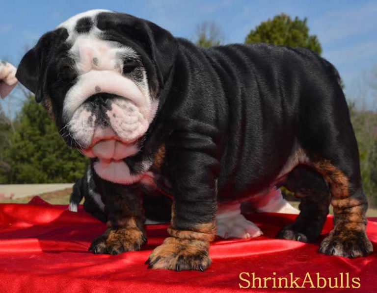SHRINKABULL’S WRINKLY BLACK TRI ENGLISH BULLDOG PUPPIES – 🏆Shrinkabulls ...