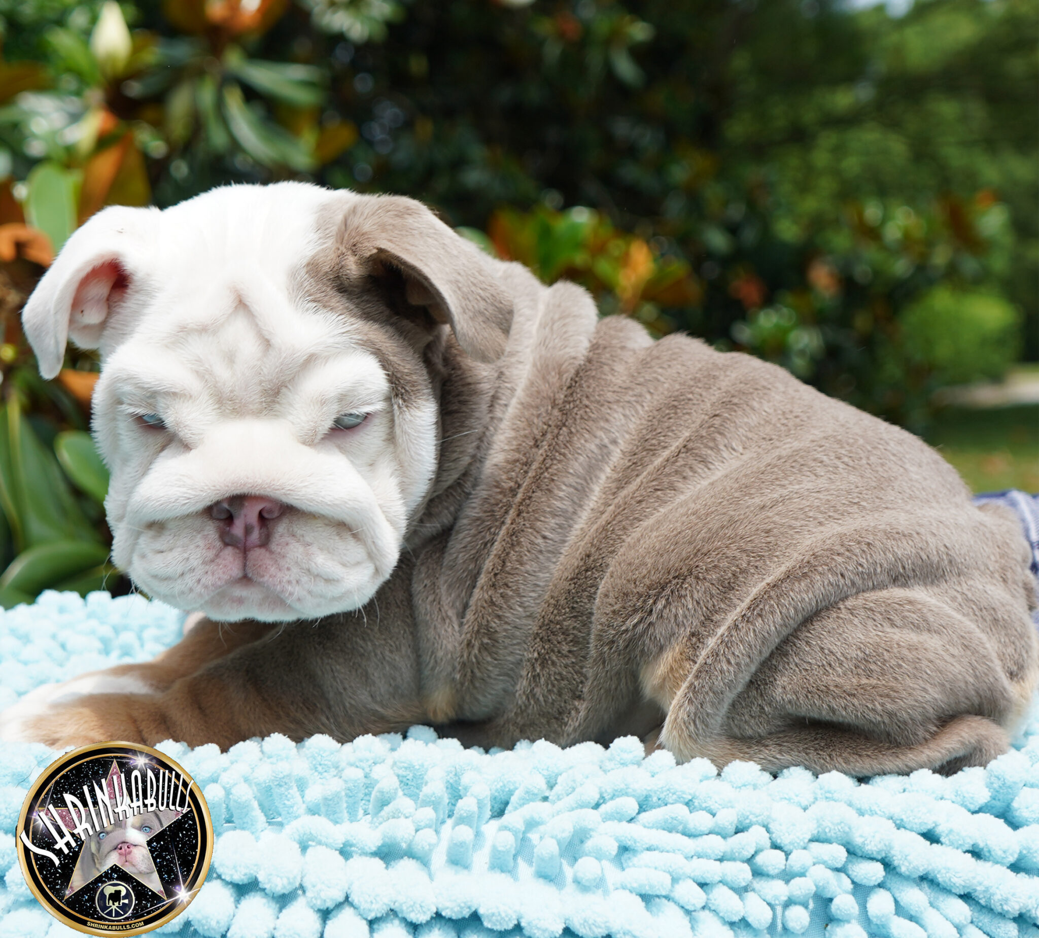 “SHRINKABULLS ARIEL” AKC SUPER MINI ENGLISH BULLLDOG PUPPY FOR SALE – 🏆 ...