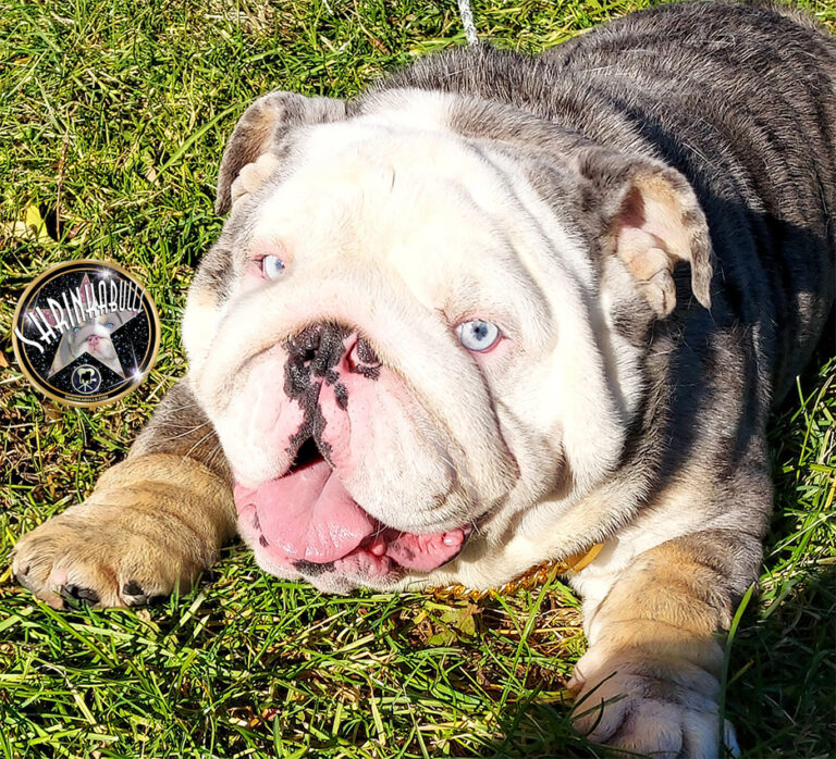 “SHRINKABULLS WORTH THE WAIT” aka “ROLEX” – 🏆Shrinkabulls Shrinkabulls ...